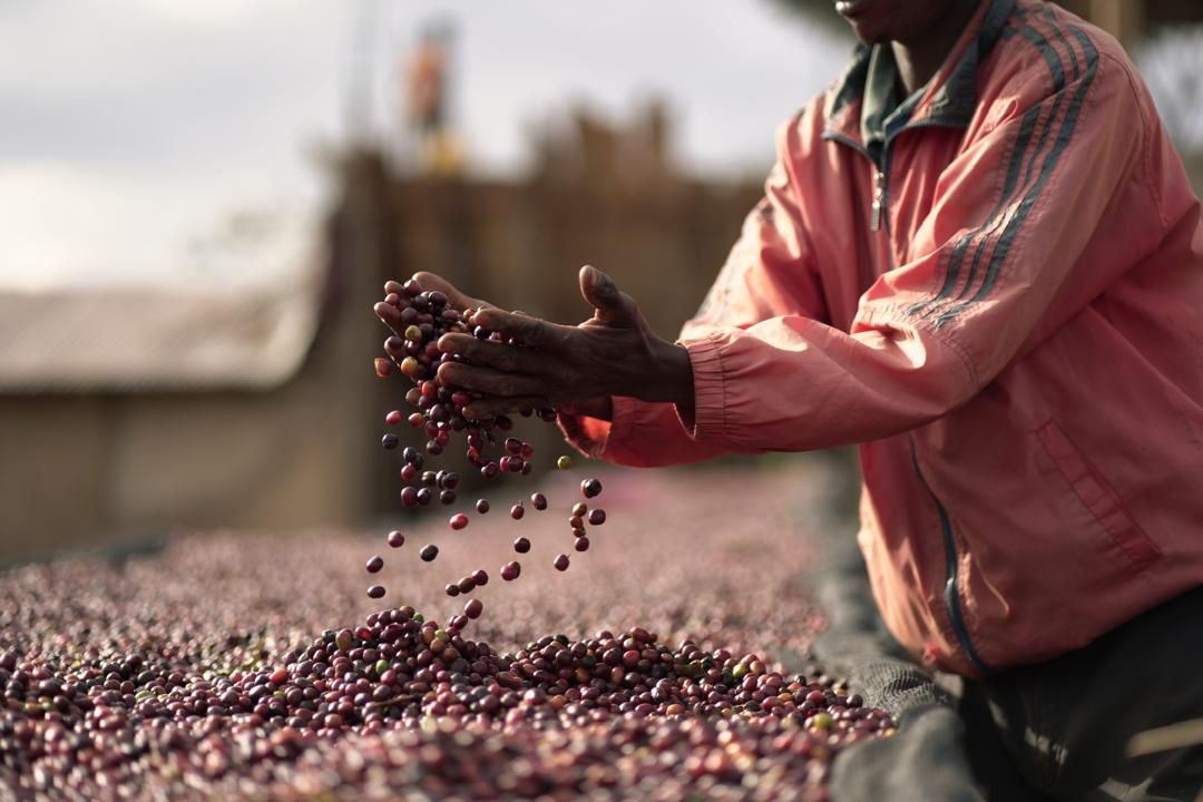 Coffee – Tribes of Mokha